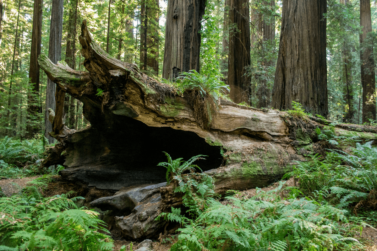 Forest Floor – Jess Alice