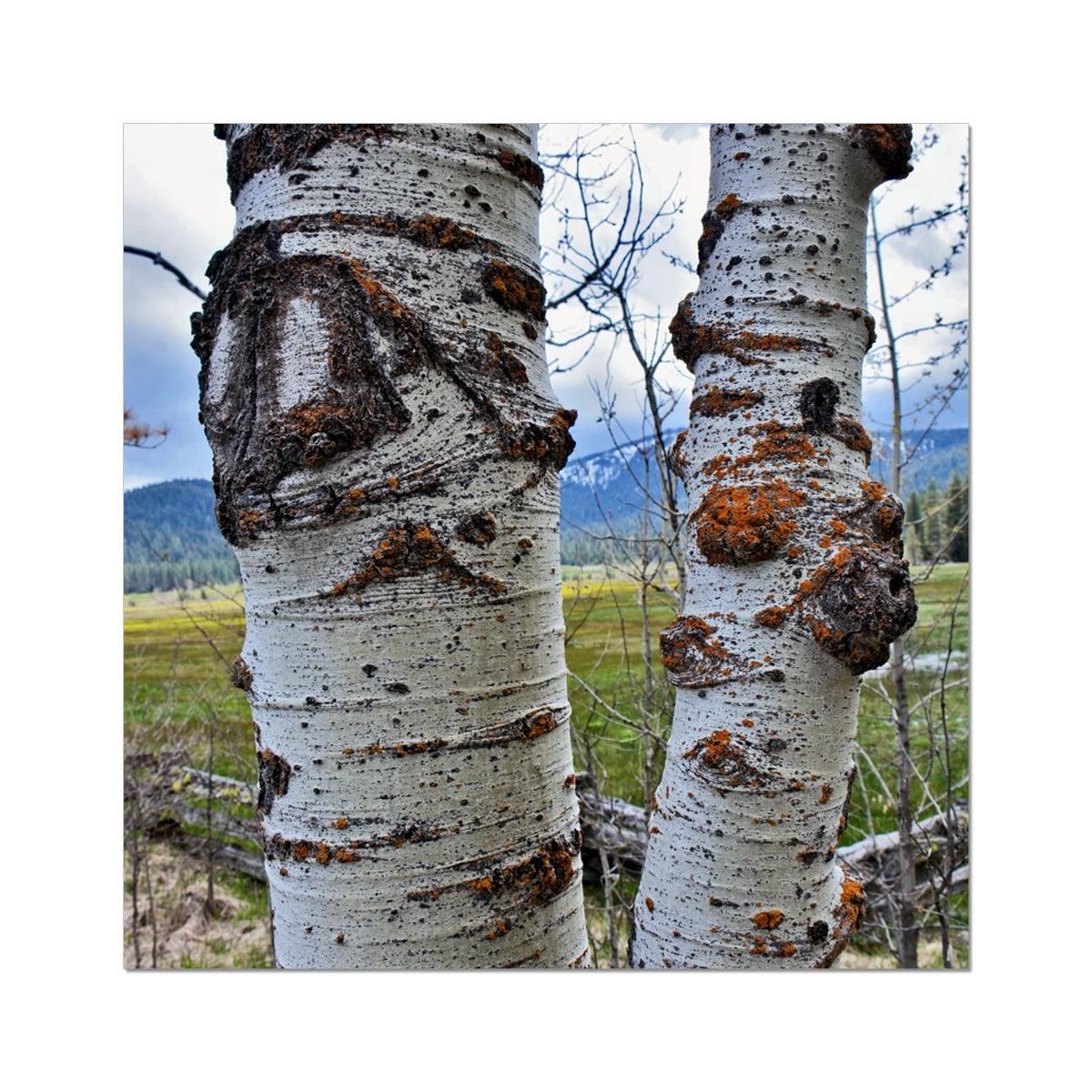 Meadow Aspens Fine Art Print – Jess Alice