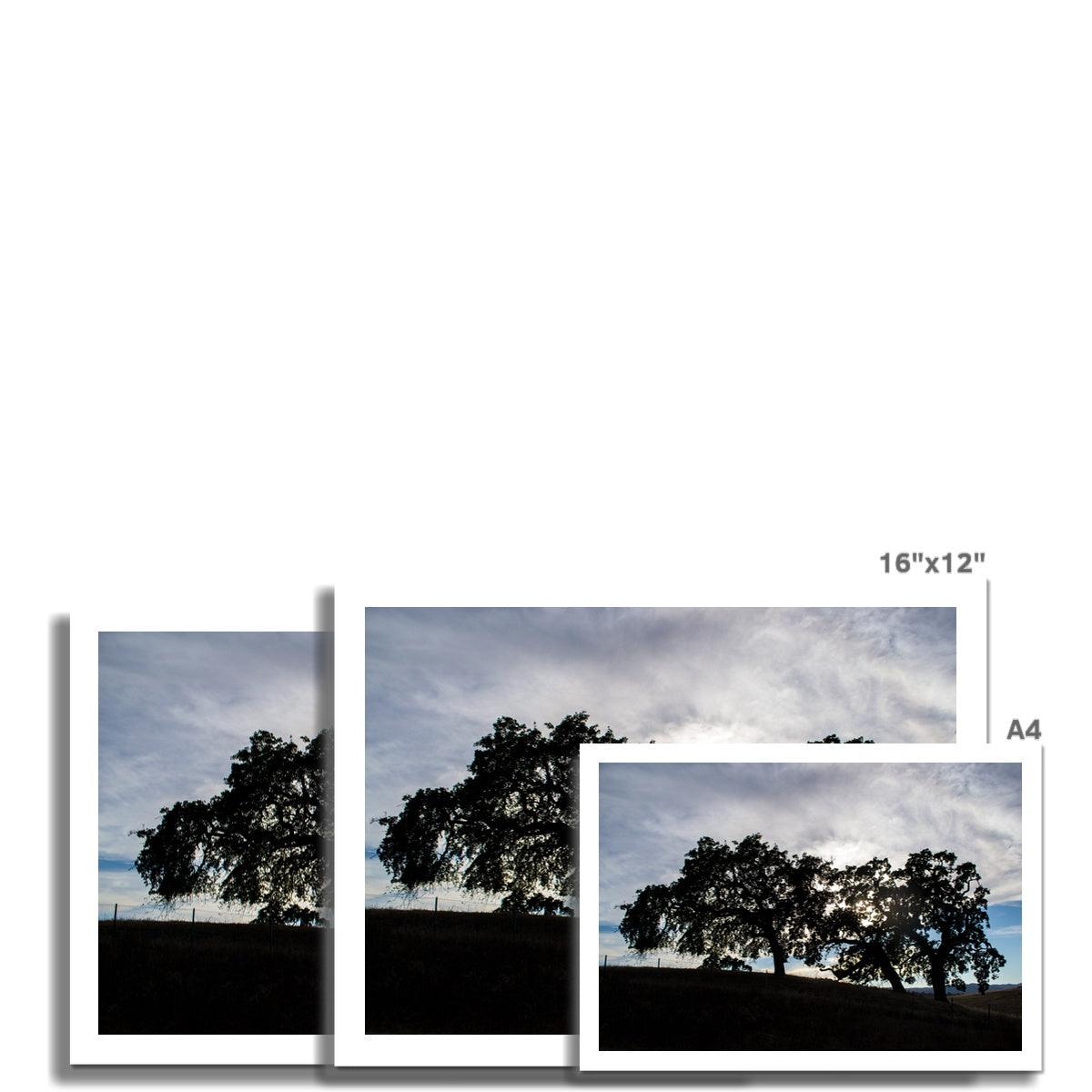 Fine Art Print |"Oak 101" Landscape Photography | Artist Jess Alice